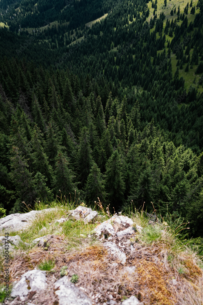Beautiful view of a thick dark forest from the top of a high cliff ...
