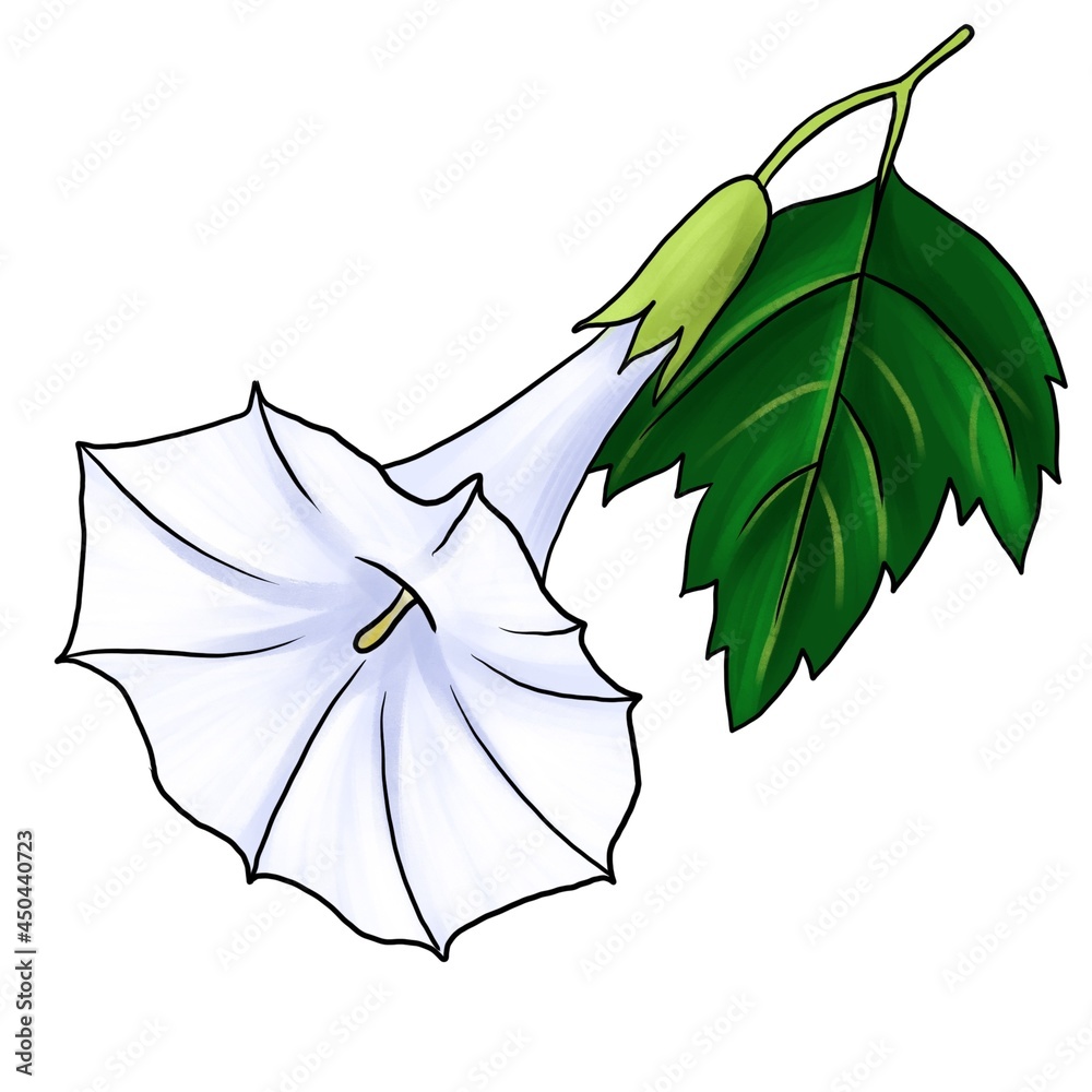 drawing flower of datura, moonflower isolated at white background, hand ...