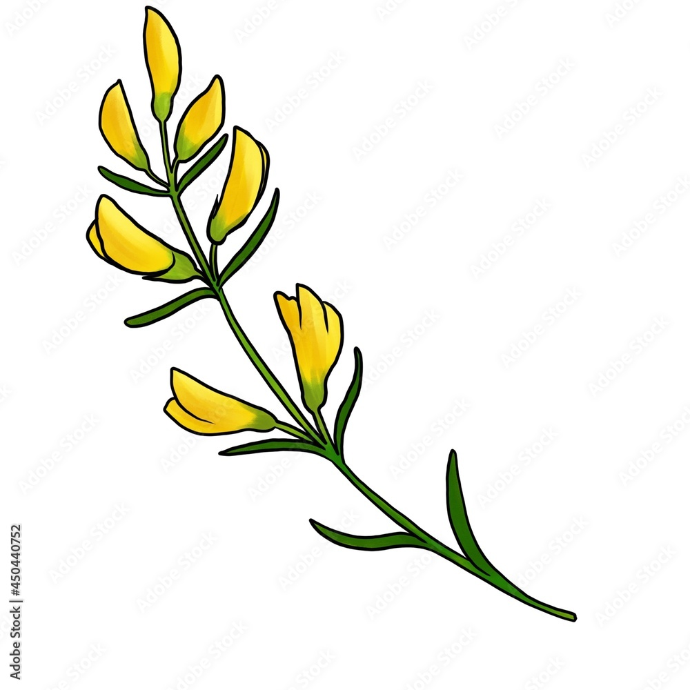 drawing flowers of broom isolated at white background, hand drawn ...