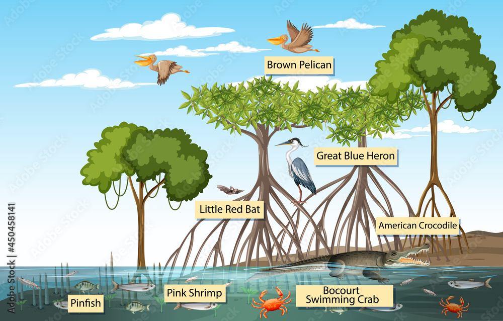Mangrove Forest Food Web