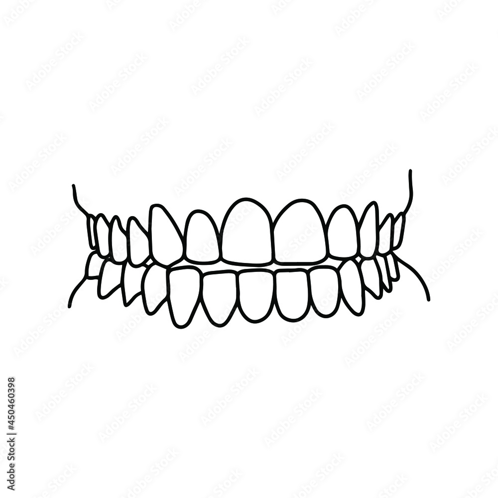 Human teeth, front view, drawn by lines on white background. Vector ...