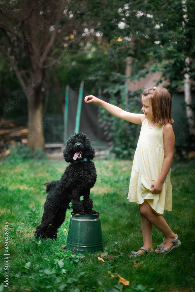 Kid girl and black poodle play together in the backyard, child train ...