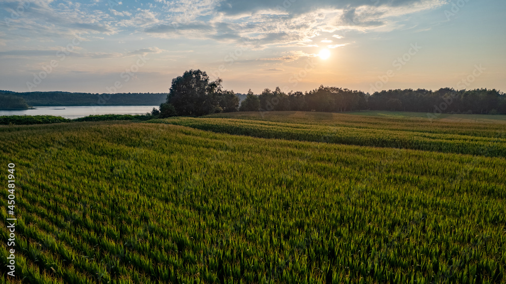 Corn field agriculture under a sunset sky. Green nature. Rural farm ...