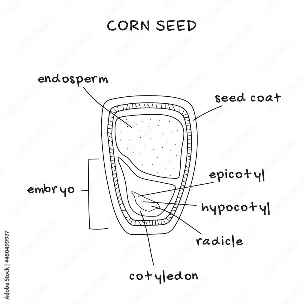 Structure of corn seed, vector infographics. Biology and botany science ...