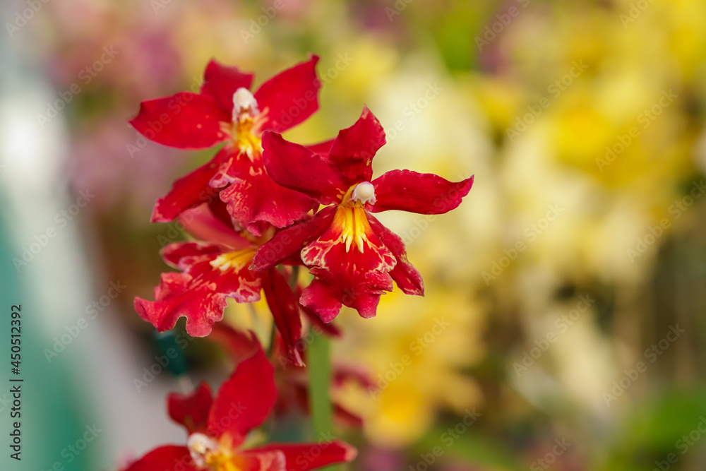 Orchid flower of Colmanara Amazonas species with focus in the center ...