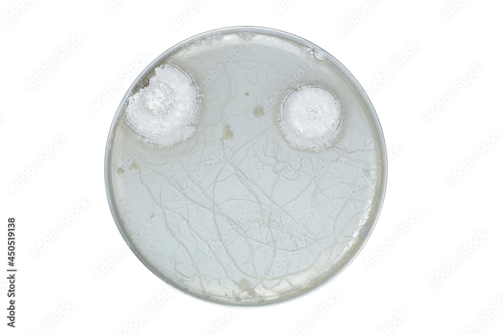 Petri dish and culture media with bacteria on white background with ...