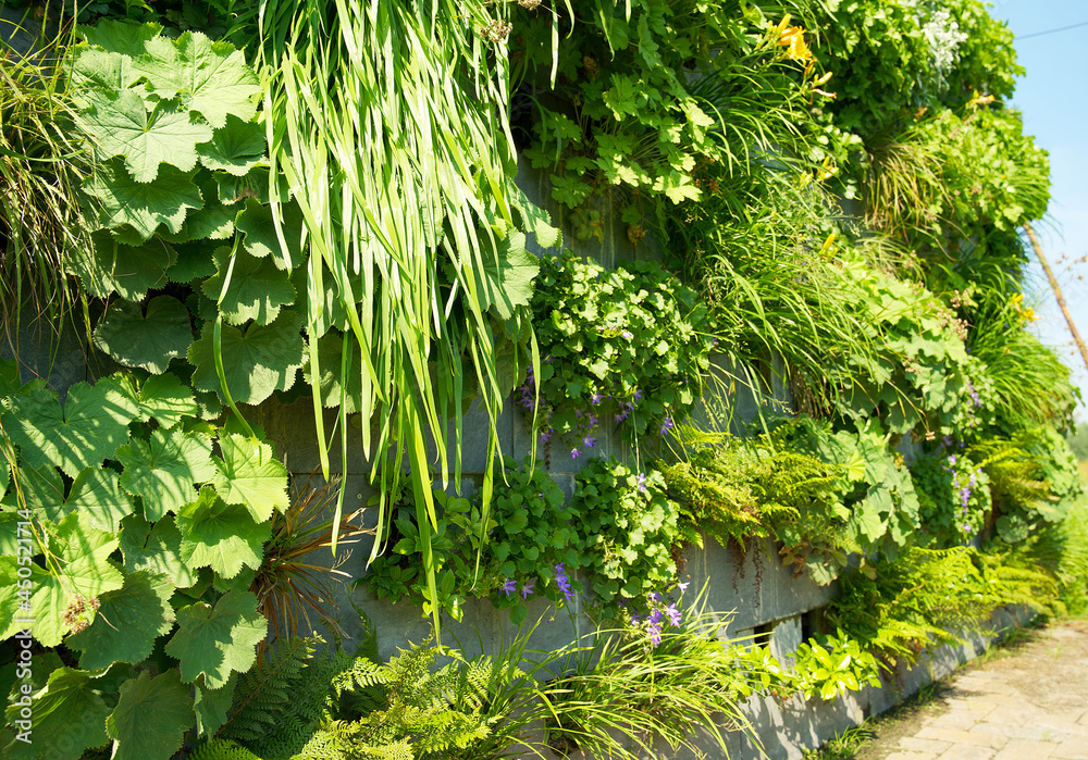 Green vertical green facade garden in full bloom for climate adaptation ...