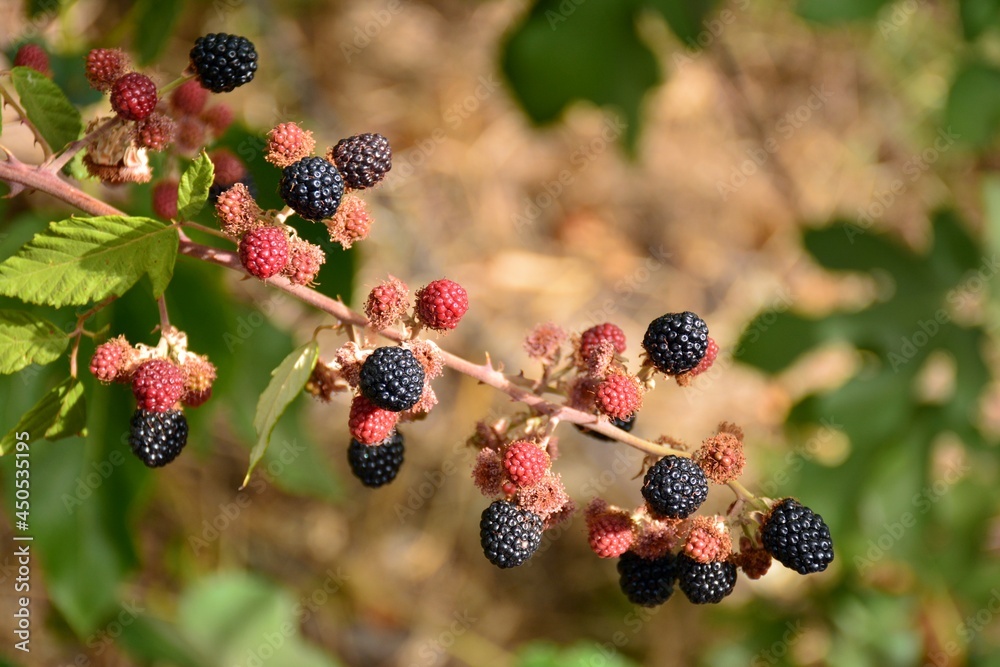 Moras rojas y negras de una zarzamora, Rubus ulmifolius Stock Photo ...