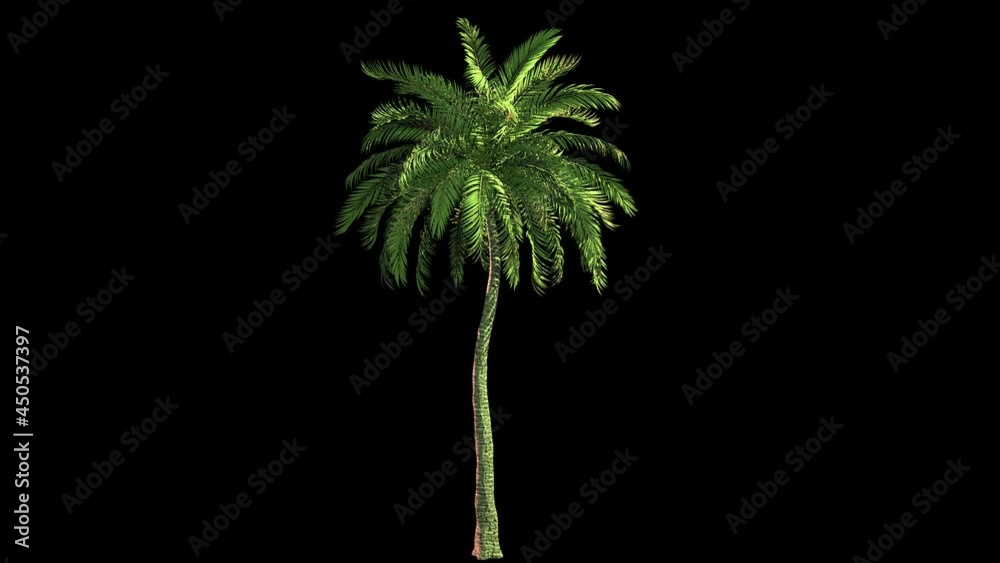 3d realistic render Beach palm tree on transparent background with ...