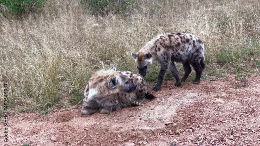An African spotted hyena sniffing and smelling another hyena that is ...
