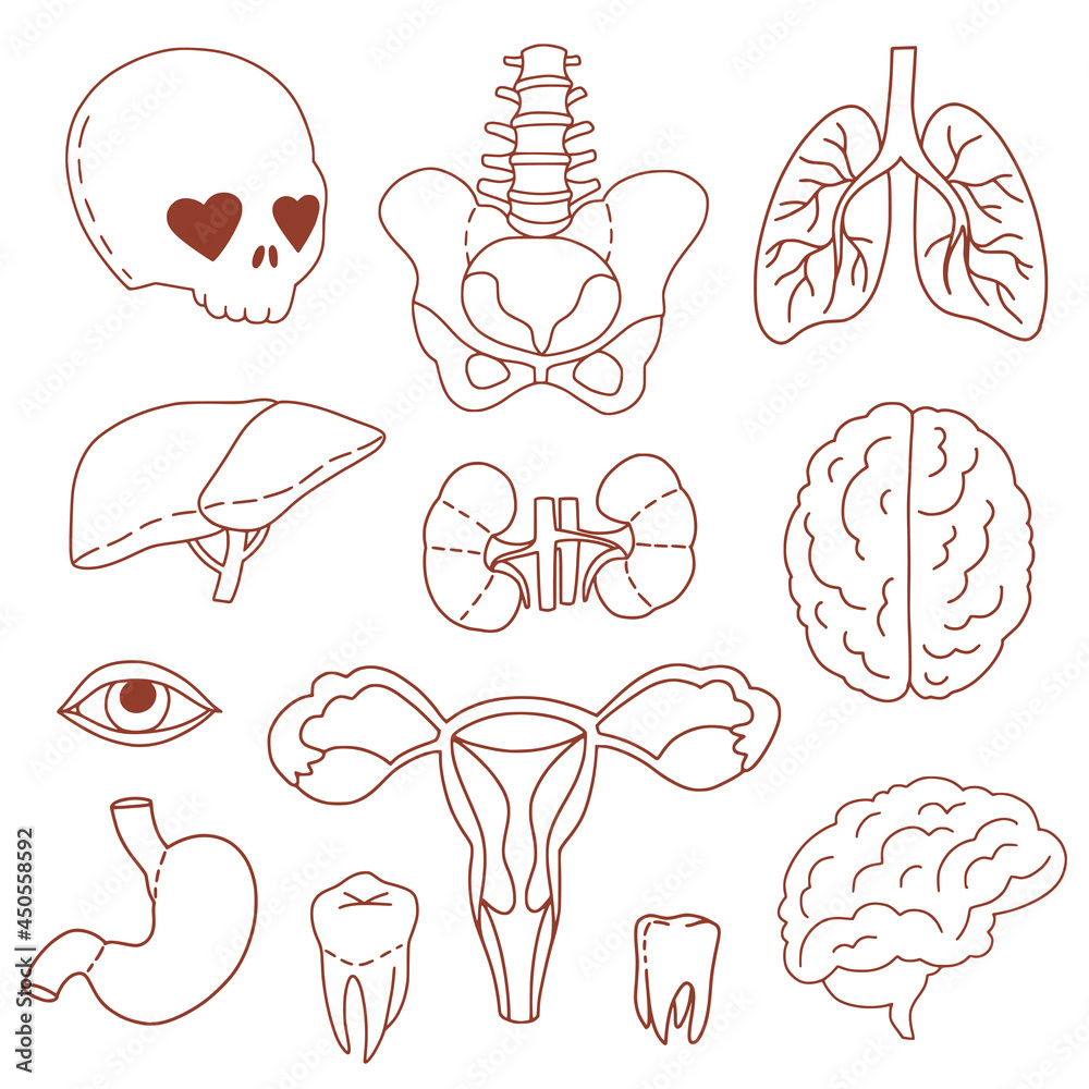 Set of line art human body anatomy Stock Vector | Adobe Stock
