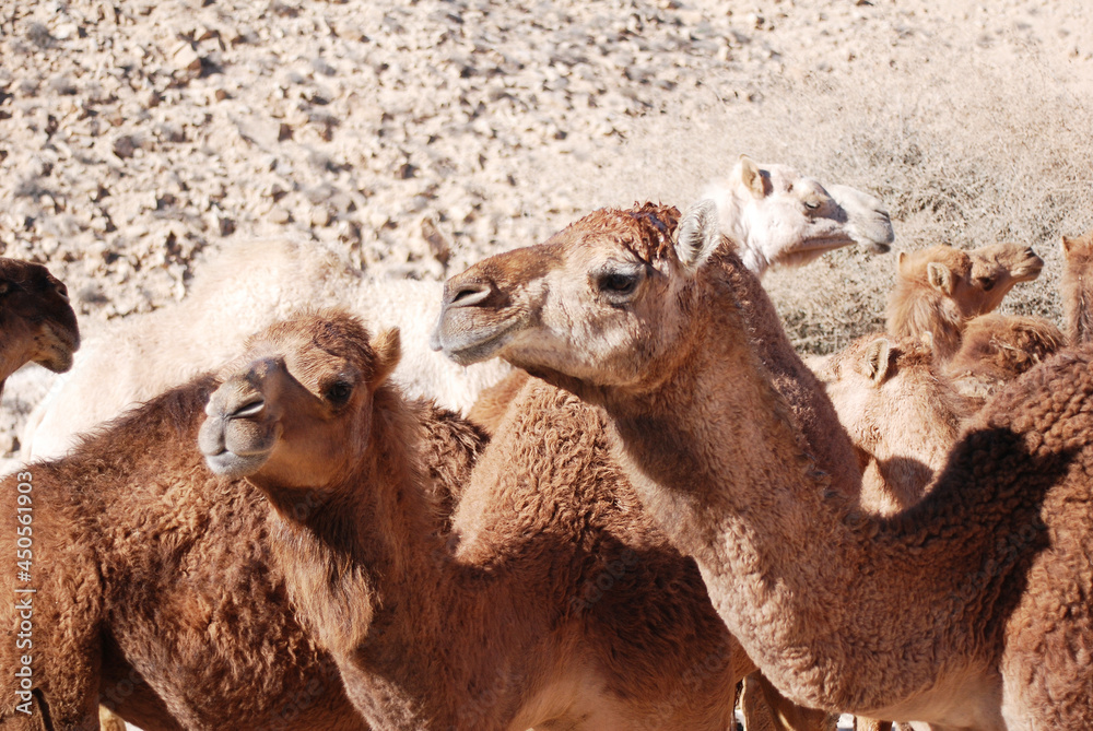 Camels in the Negev desert in Israel, Machtesh Ramon, Mitzpe Ramon ...