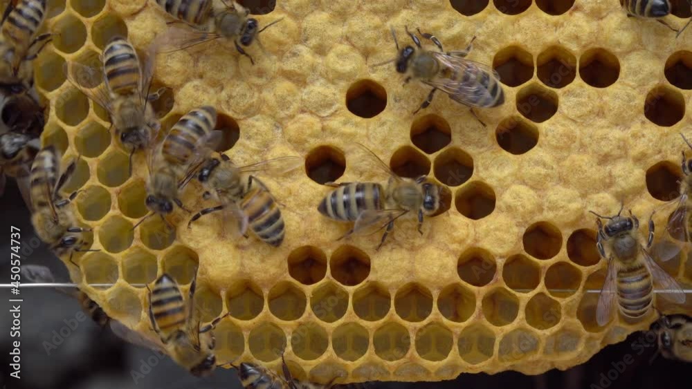 Bee brood frames are composed of brood at various stages of development ...