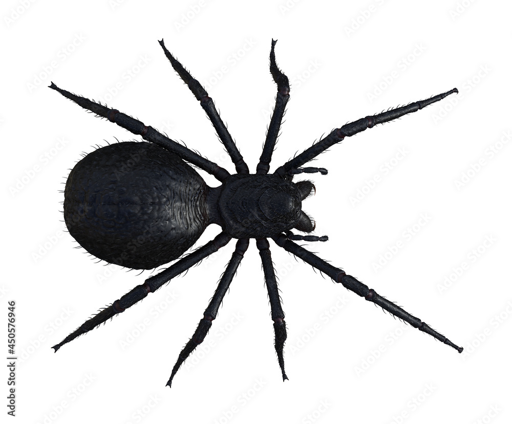 Illustration of an overhead view of a large black hairy spider walking ...