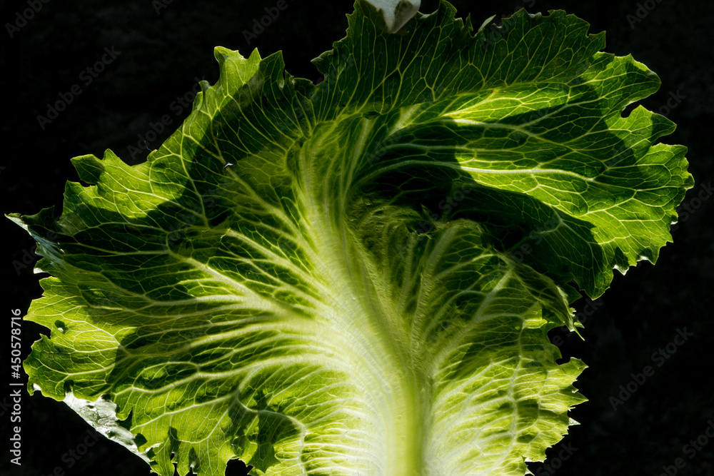 Folha de alface verde iluminada em fundo preto. Stock Photo | Adobe Stock