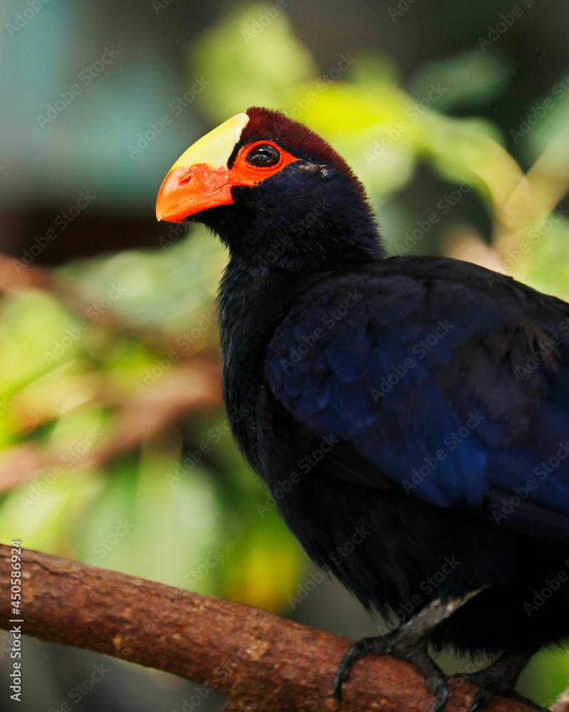The violet turaco bird, also known as the violaceous plantain eater,is ...