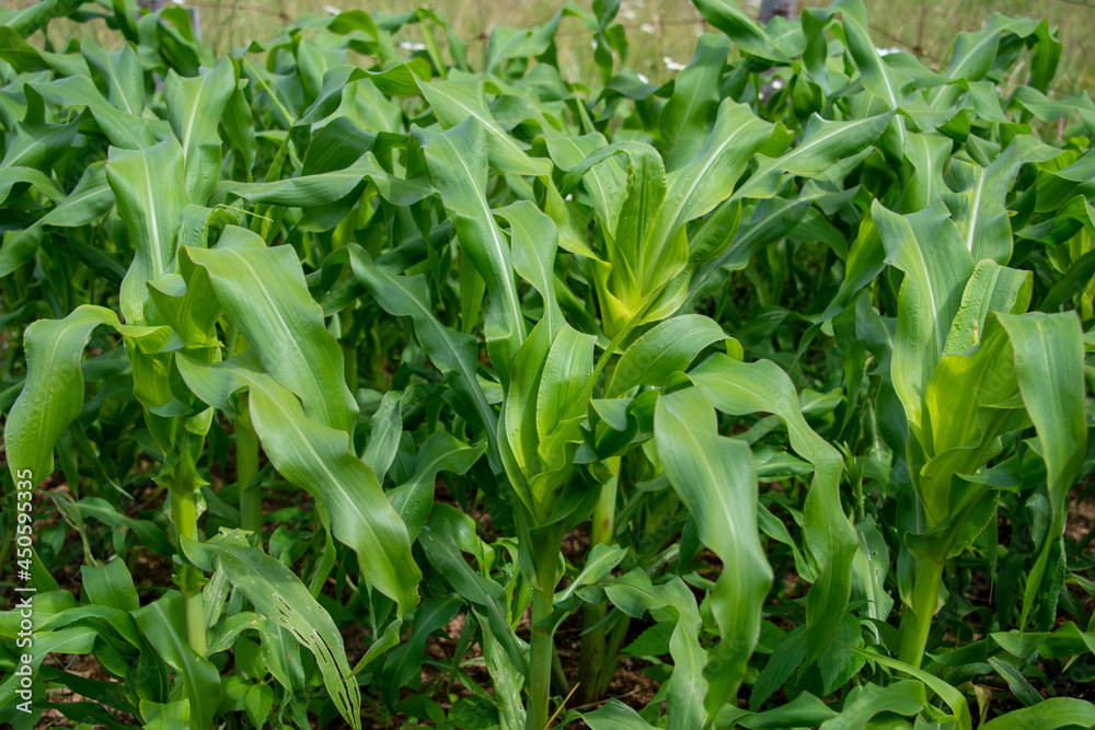Tall green stalks of organic corn growing in a corn maze field. The ...