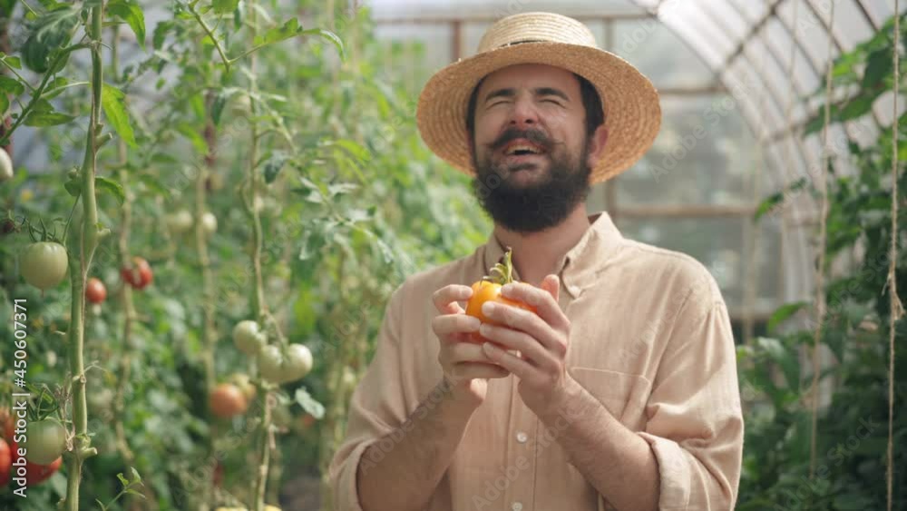 Portrait of proud satisfied male farmer plucking tomato smelling ...