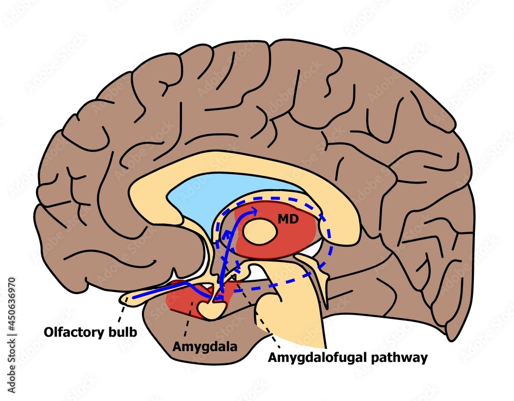 the memory pathway connecting between amygdala and medial nucleus of ...