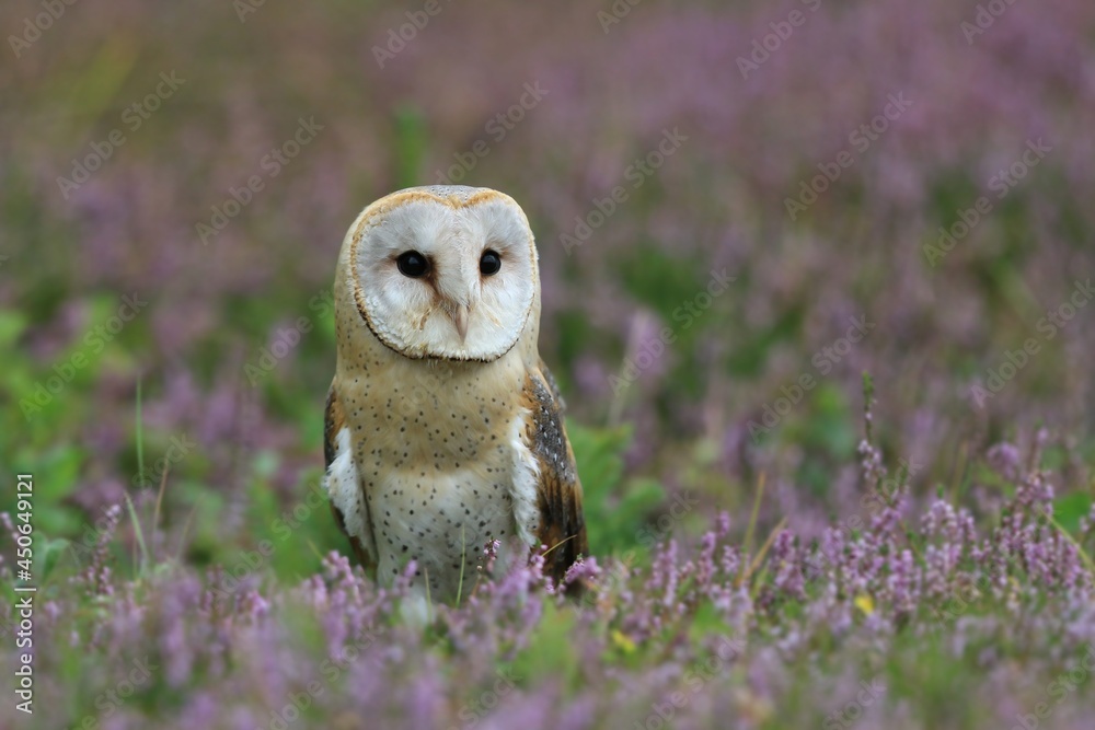 Barn Owl sitting on the blooming meadow (Tyto alba) . Western barn owl ...