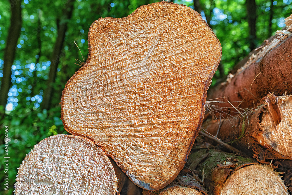 Holzstamm gesägt Stock Photo | Adobe Stock