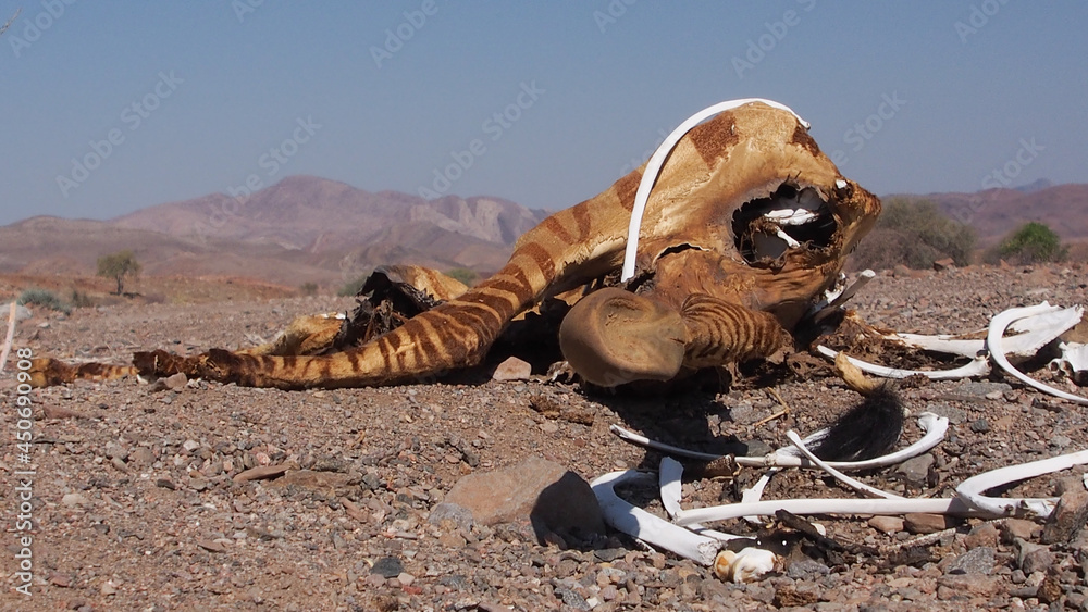 Close up the remains of a dead giraffe. The skin is still surpising ...