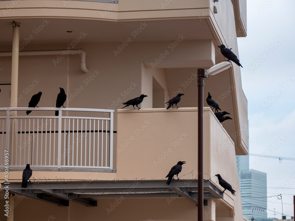 Flock of crows at the balcony of building Stock Photo | Adobe Stock