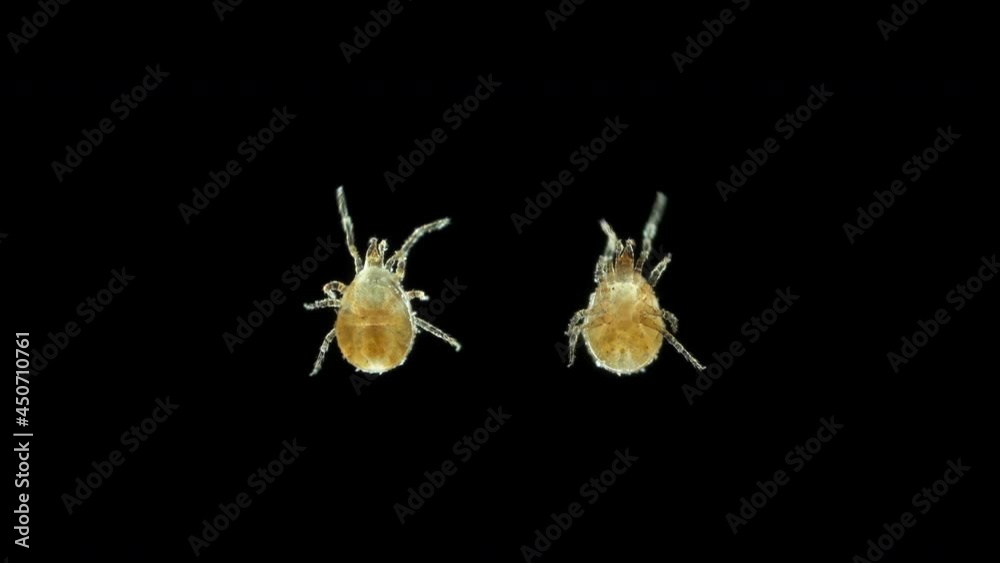 Acari mite Oribatida superfamily Ascoidea under microscope. Possibly ...