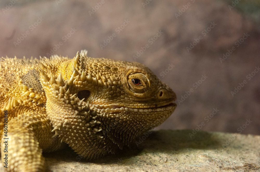 Iguana is a genus of herbivorous lizards that are native to tropical ...