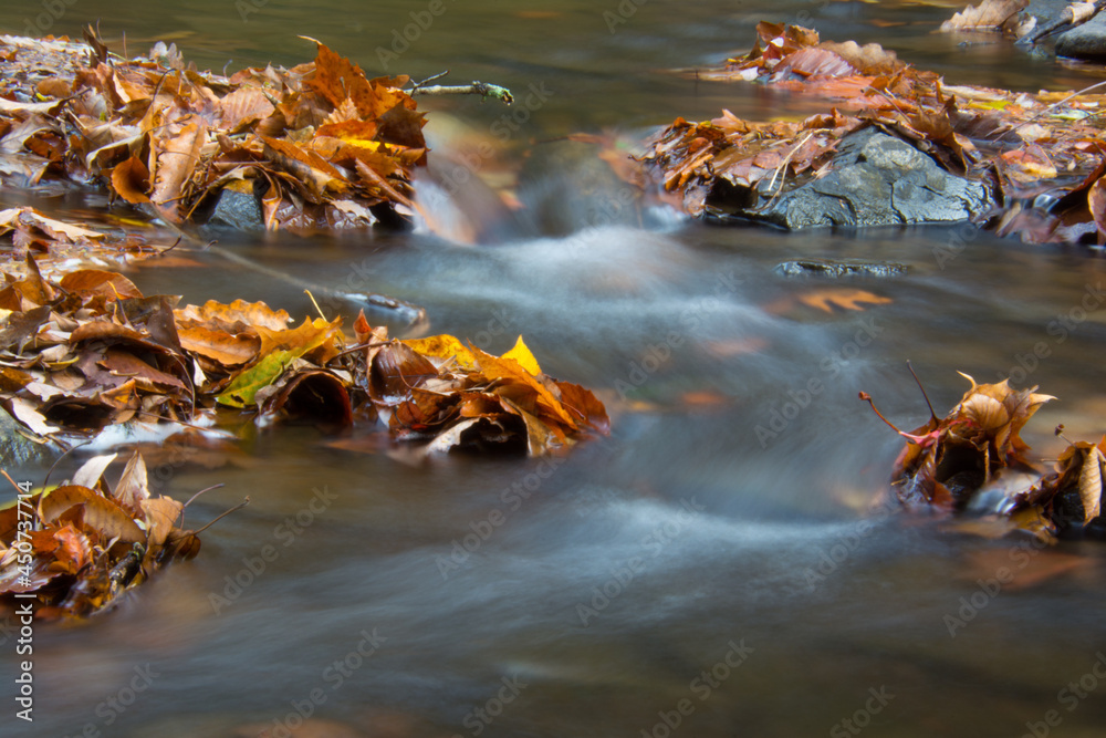 Autumn leaves over the water Stock Photo | Adobe Stock