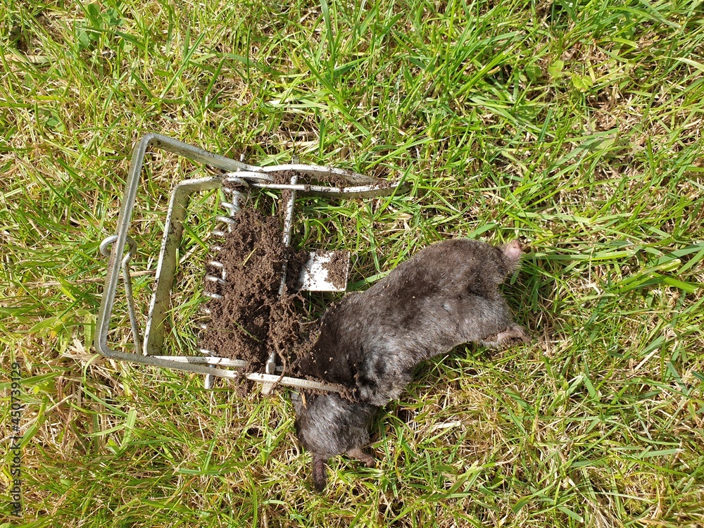 A top down photo of a dead mole in a claw mole trap lying on the grass ...