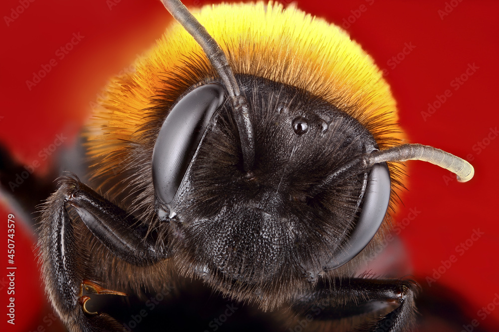 Super macro portrait of a carpenter bee. Stacking Macro photo of an ...