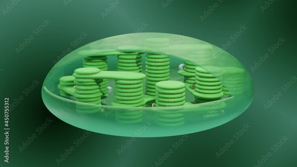 3d animation showing the structure of a chloroplast Stock ビデオ | Adobe Stock