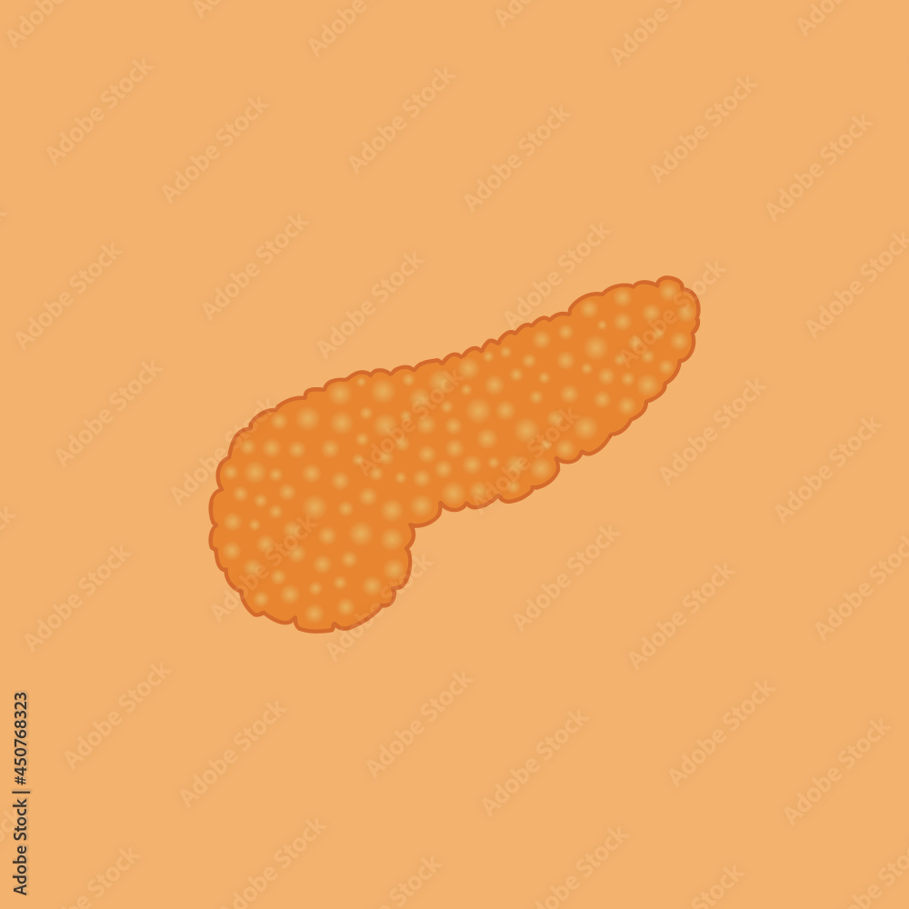 vector healthy human pancreas close up front view, pancreas yellow and ...