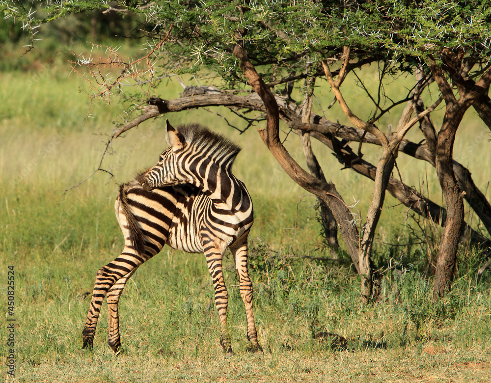 Baby zebra scratching Stock Photo | Adobe Stock