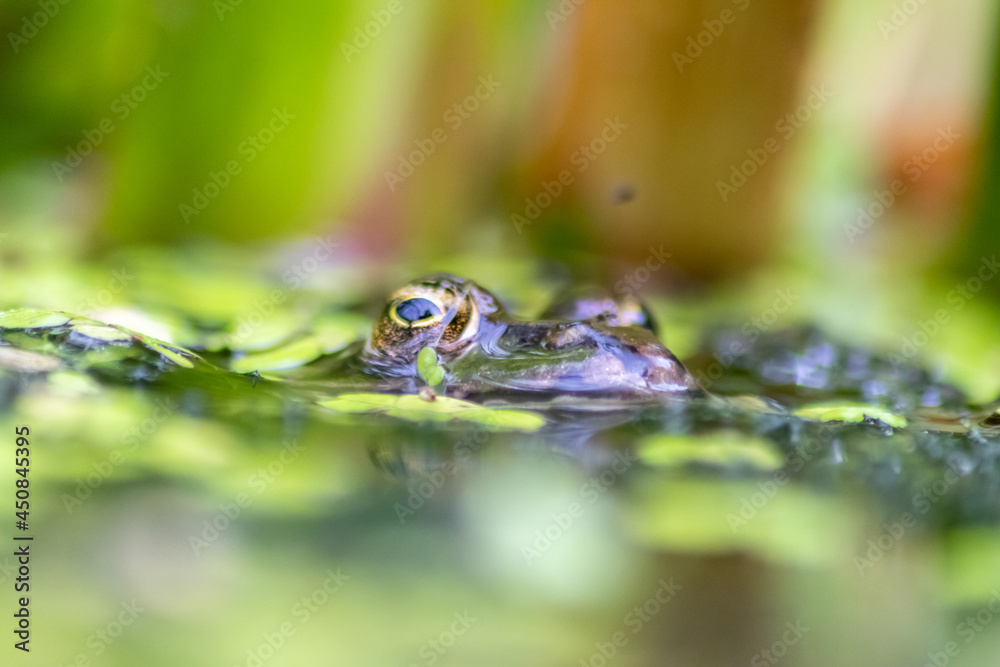 Big green frog lurking in a pond for insects like bees and flies in ...