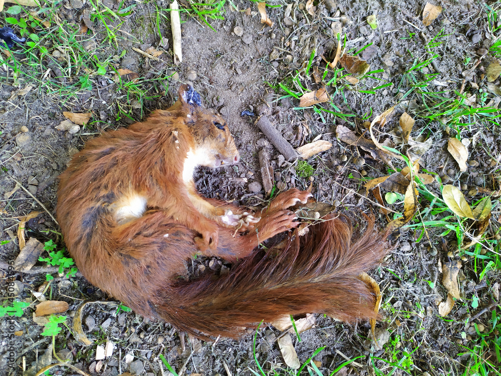 Dead red Eurasian squirrel as fallen animal on the ground with dead ...