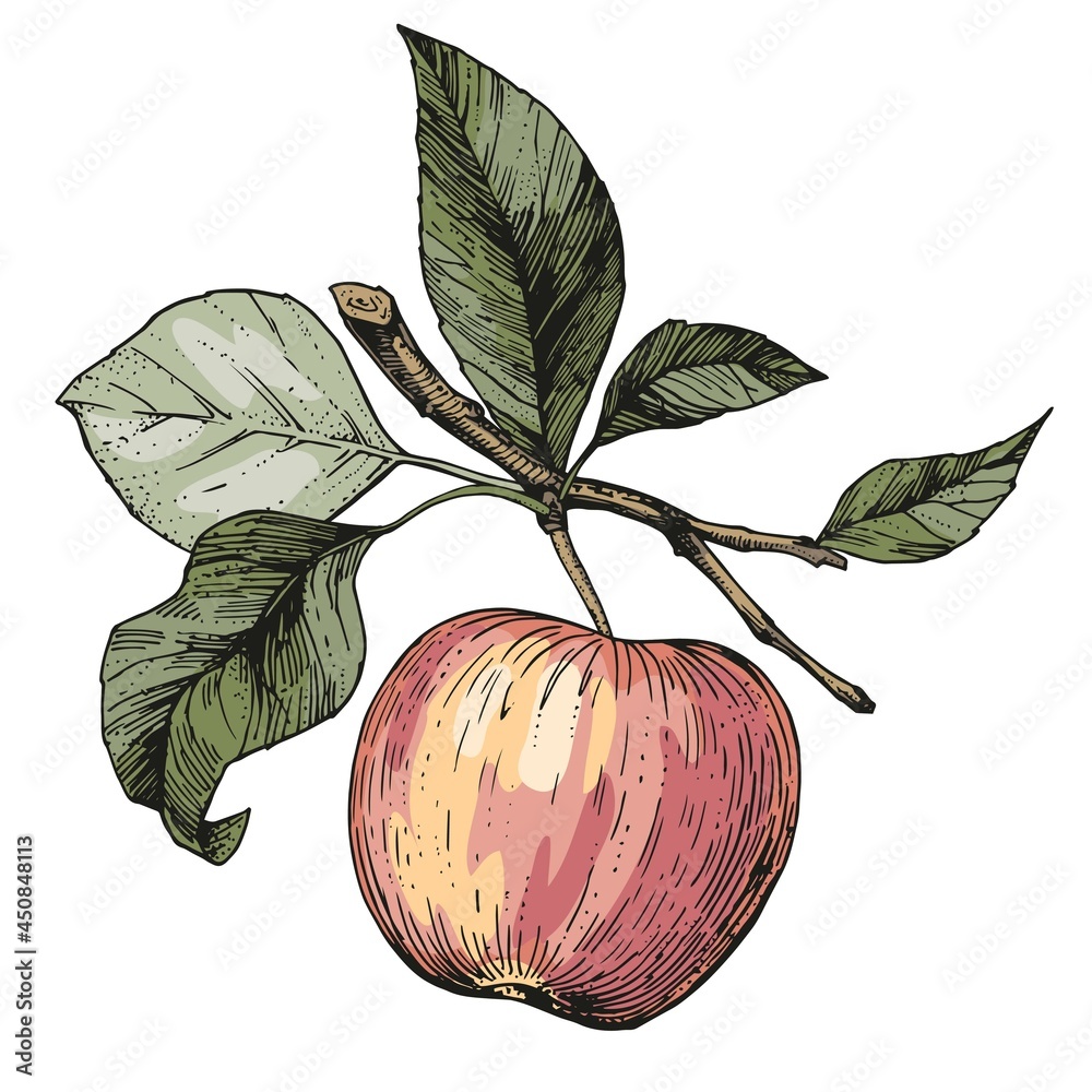 Hand-drawn sketch of an apple branch with leaves. Color illustration on ...