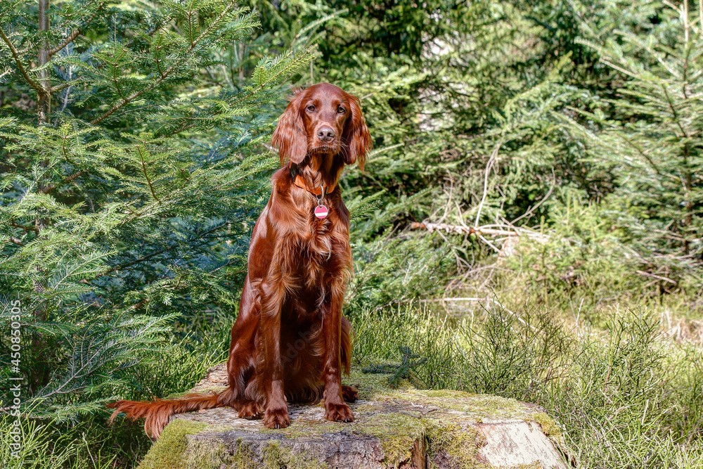 Foto de Beautiful Irish Setter sits on a tree stump in the hunting ...