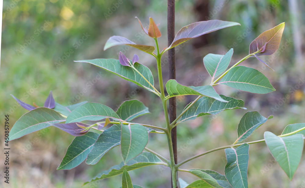 Potted Eucalyptus deglupta tree with beautiful leaves mixed with red ...