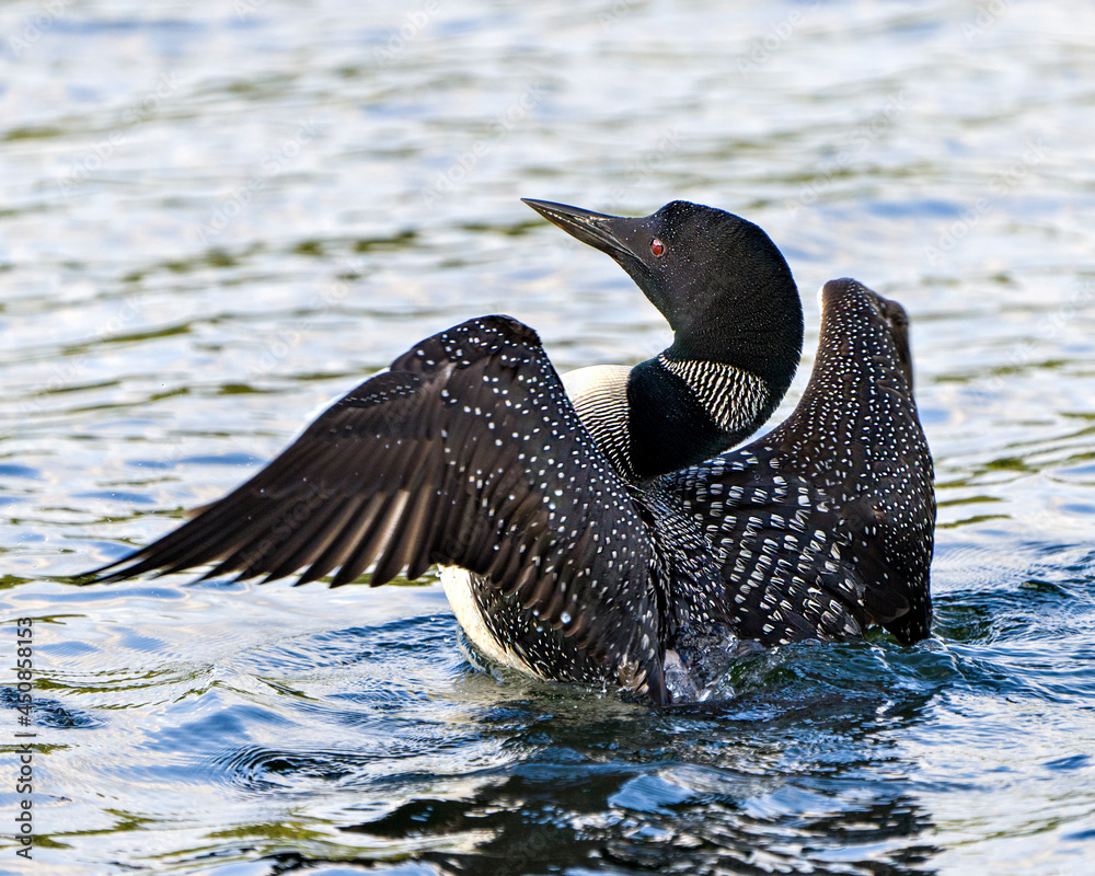 Common Loon Photo. Loon close-up profile view with spread wings in its ...