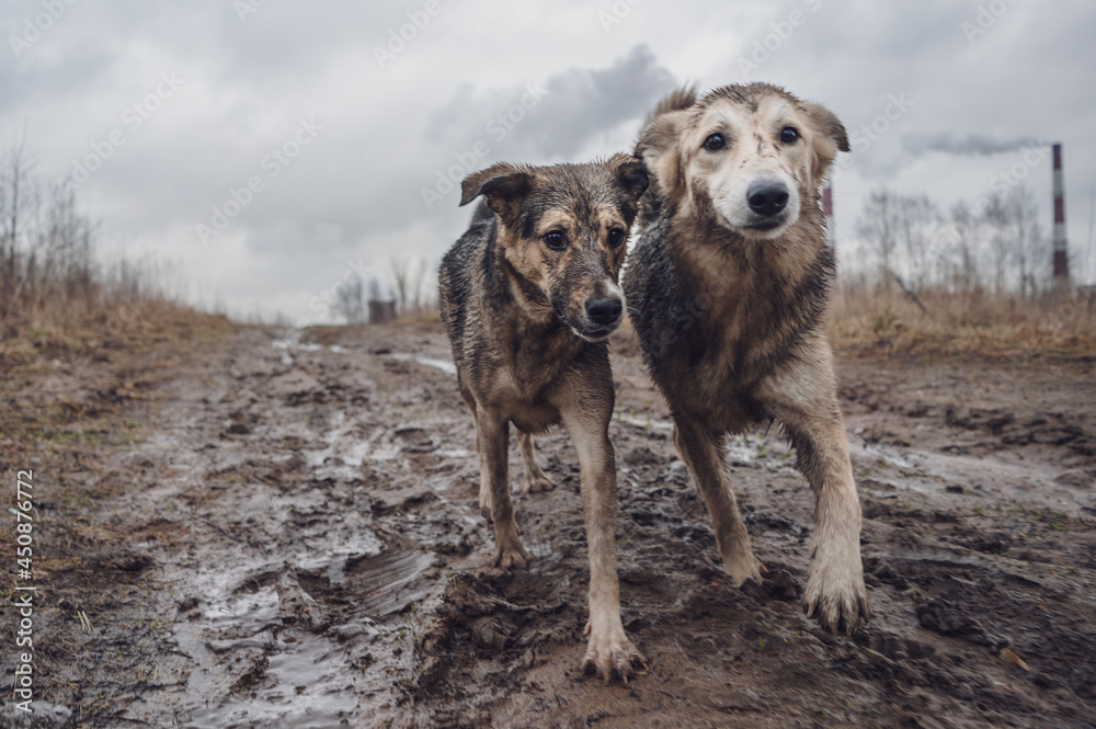 Are Dogs Happier When There Are Two