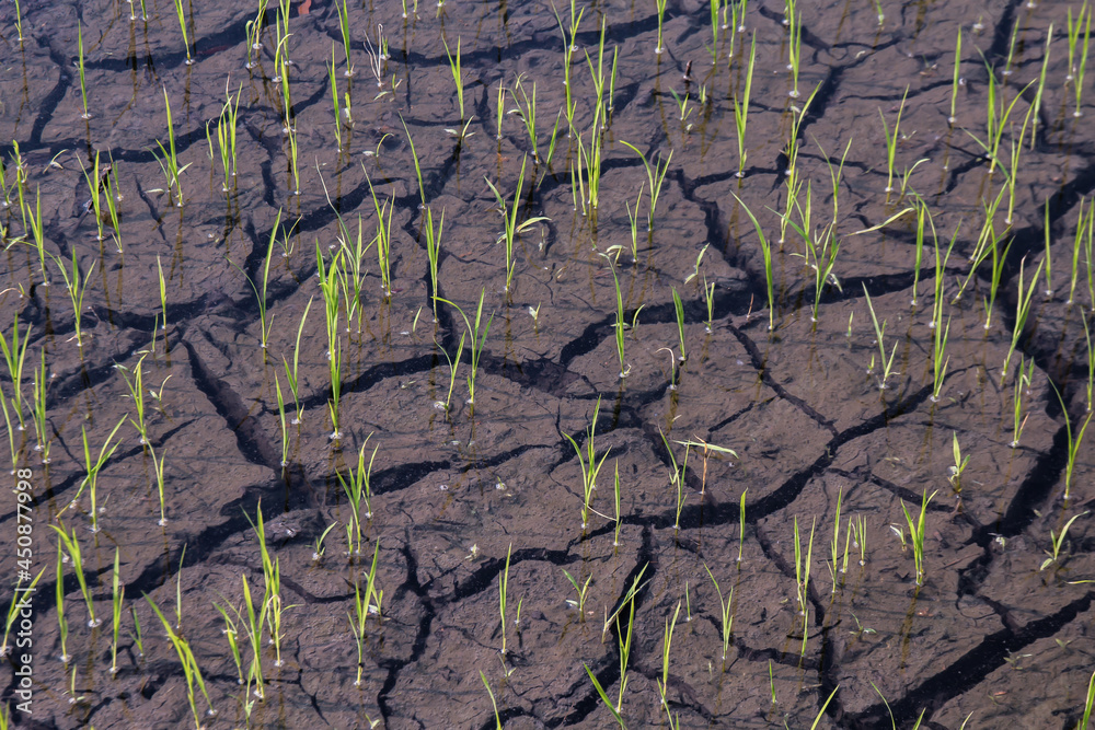 rice seedlings on cracked mud dirt, rice young plant sprouts and ...
