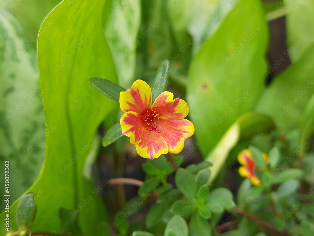 Foto de Portulaca grandiflora flower. It is a succulent flowering plant ...