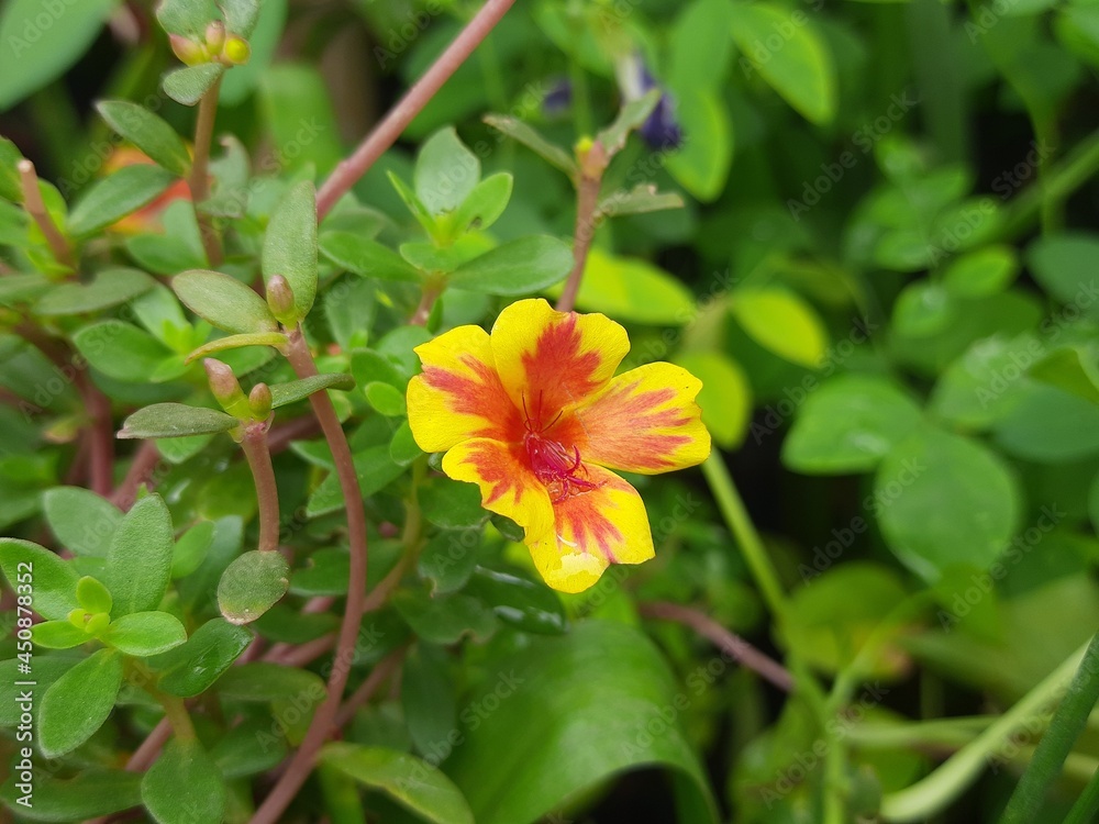 Foto de Portulaca grandiflora flower. It is a succulent flowering plant ...