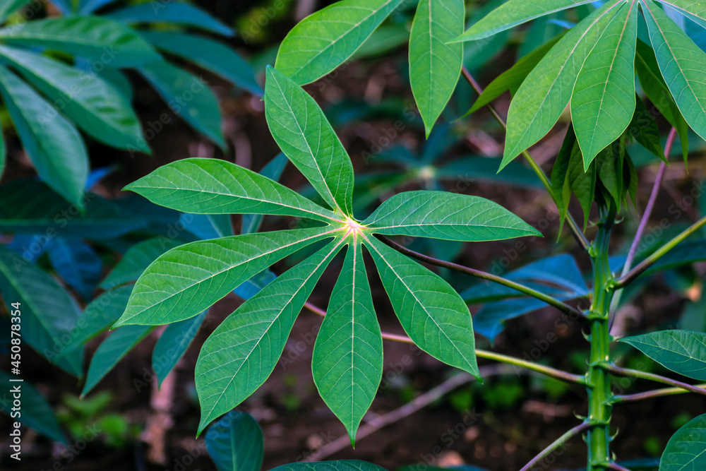 cassava tree and leaf, cassava or yucca fields, tapioca leaf in ...