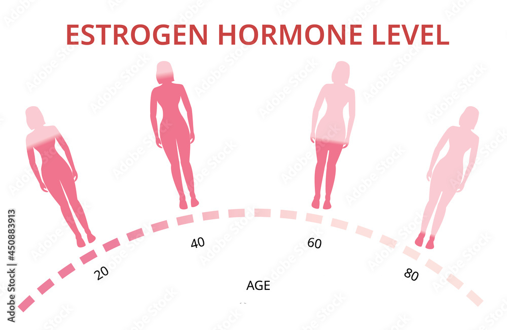 Estrogen Hormone Levels Chart Menopause Infographic Vector Stock