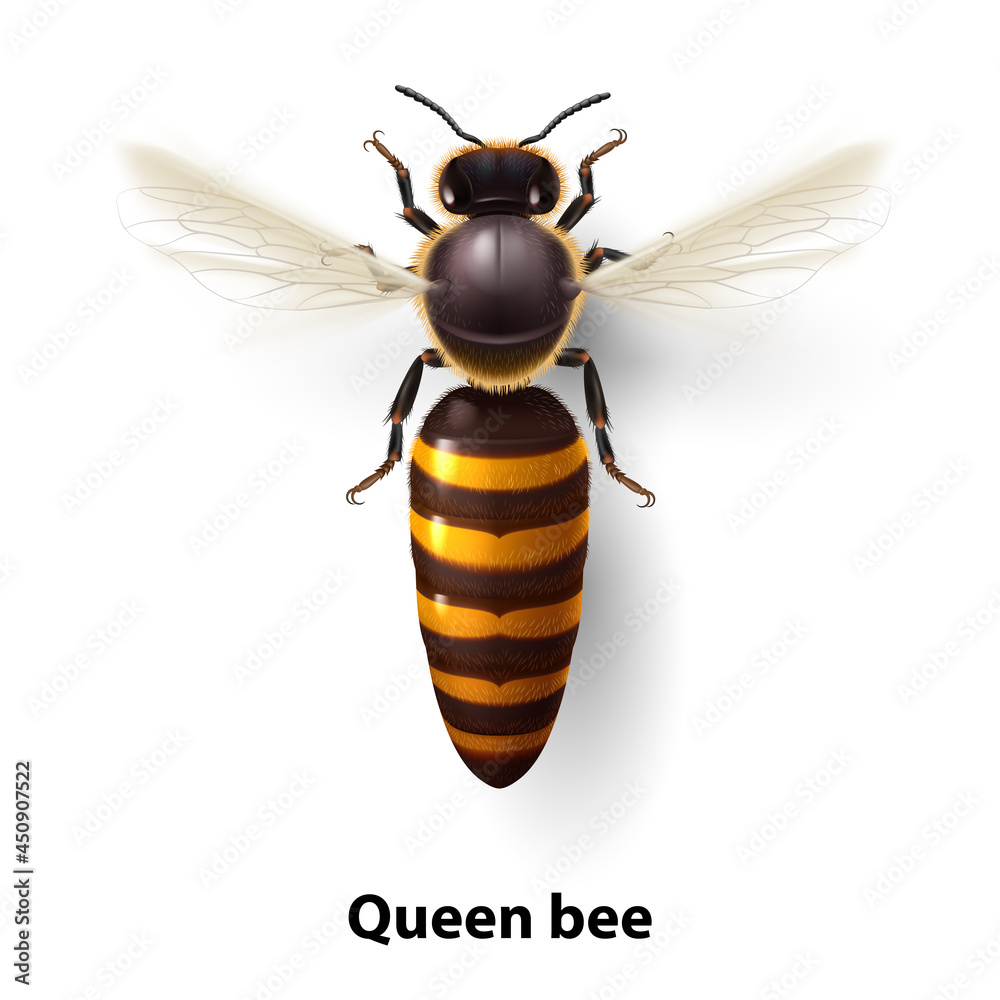 Realistic Bee Queen Mother. Detailed Illustration of a Queen Bee on ...