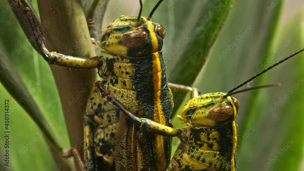 The locust on the branches looks in harmony with the color of the ...