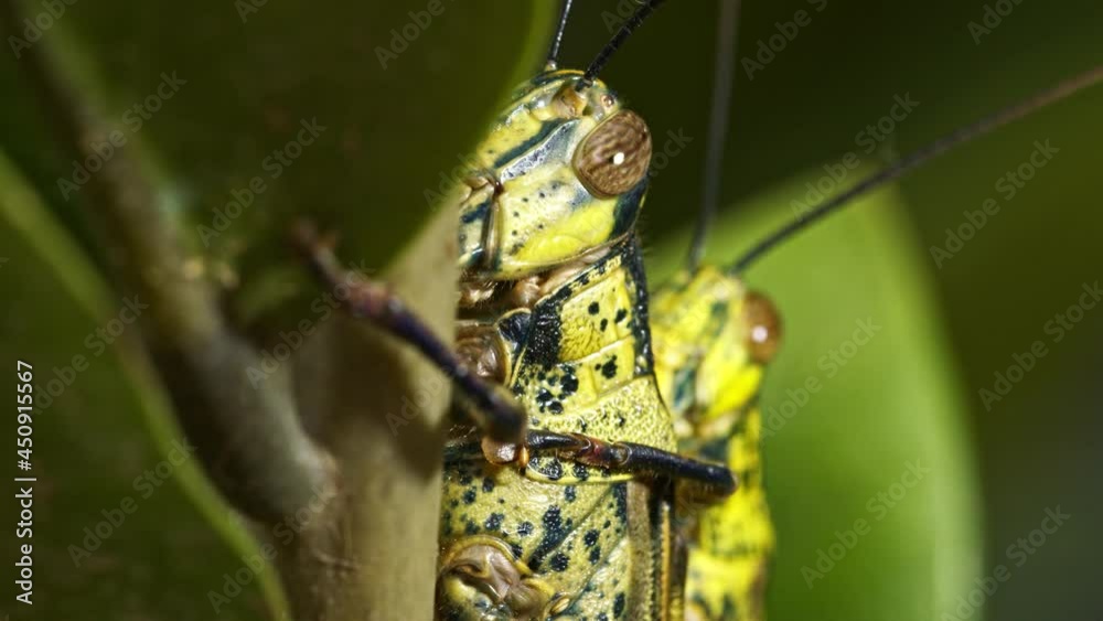 The locust on the branches looks in harmony with the color of the ...